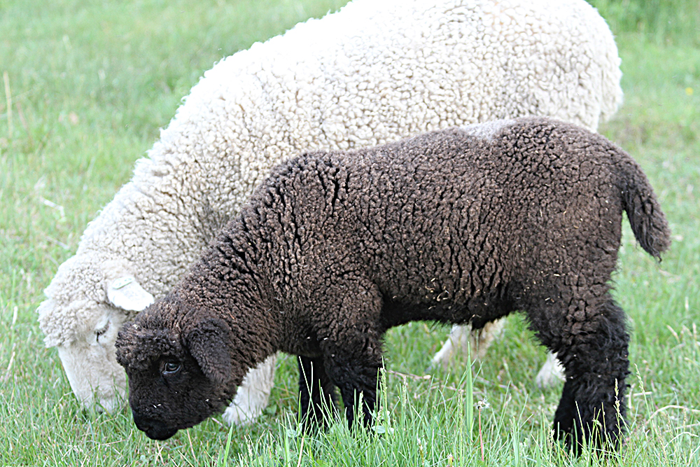 Pedigree Romney Sheep